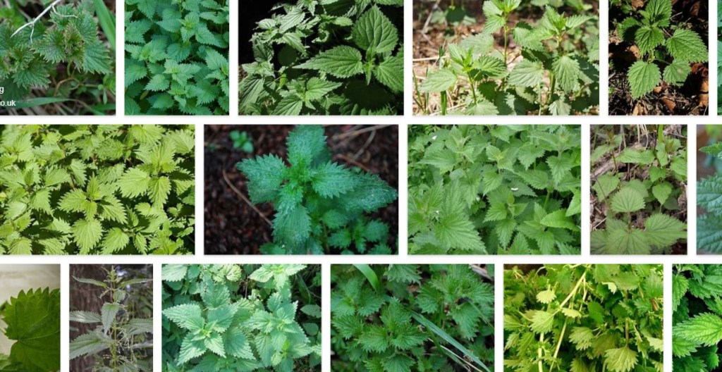 Foraging Friday - A bit more on Nettles - Traed Bach Mwdlyd